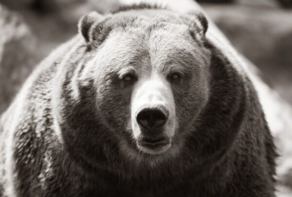 Bulking with “Bear Mode”: 10 Effective Tips to Grow Like Jeff Nippard