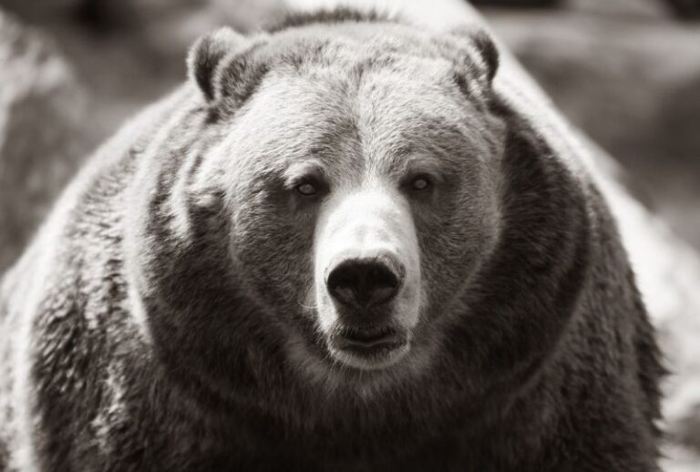 Bulking with “Bear Mode”: 10 Effective Tips to Grow Like Jeff Nippard