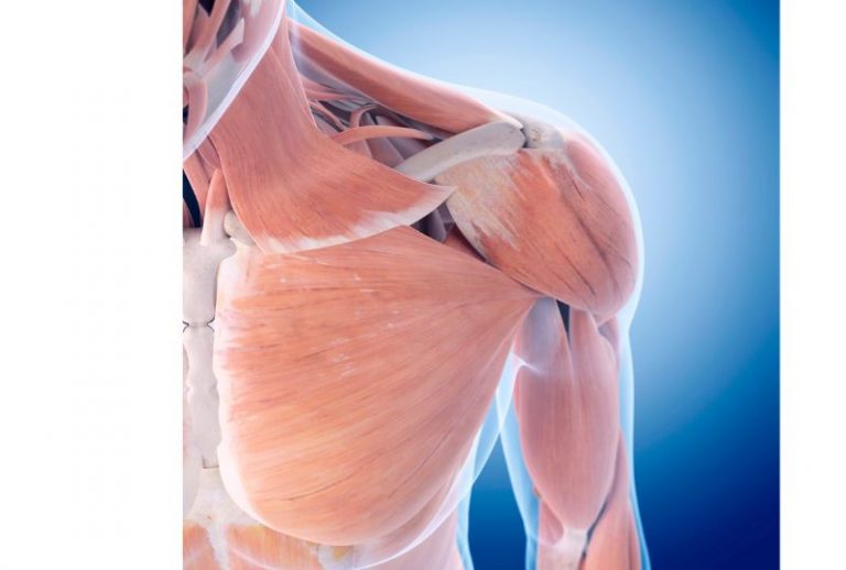 The Best Beginner And Advanced Chest And Shoulder Workout Programs