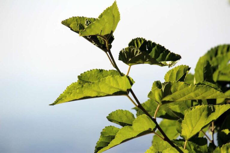 Morning Complete Reviews: Does Morning Complete Greens Supplement Work?