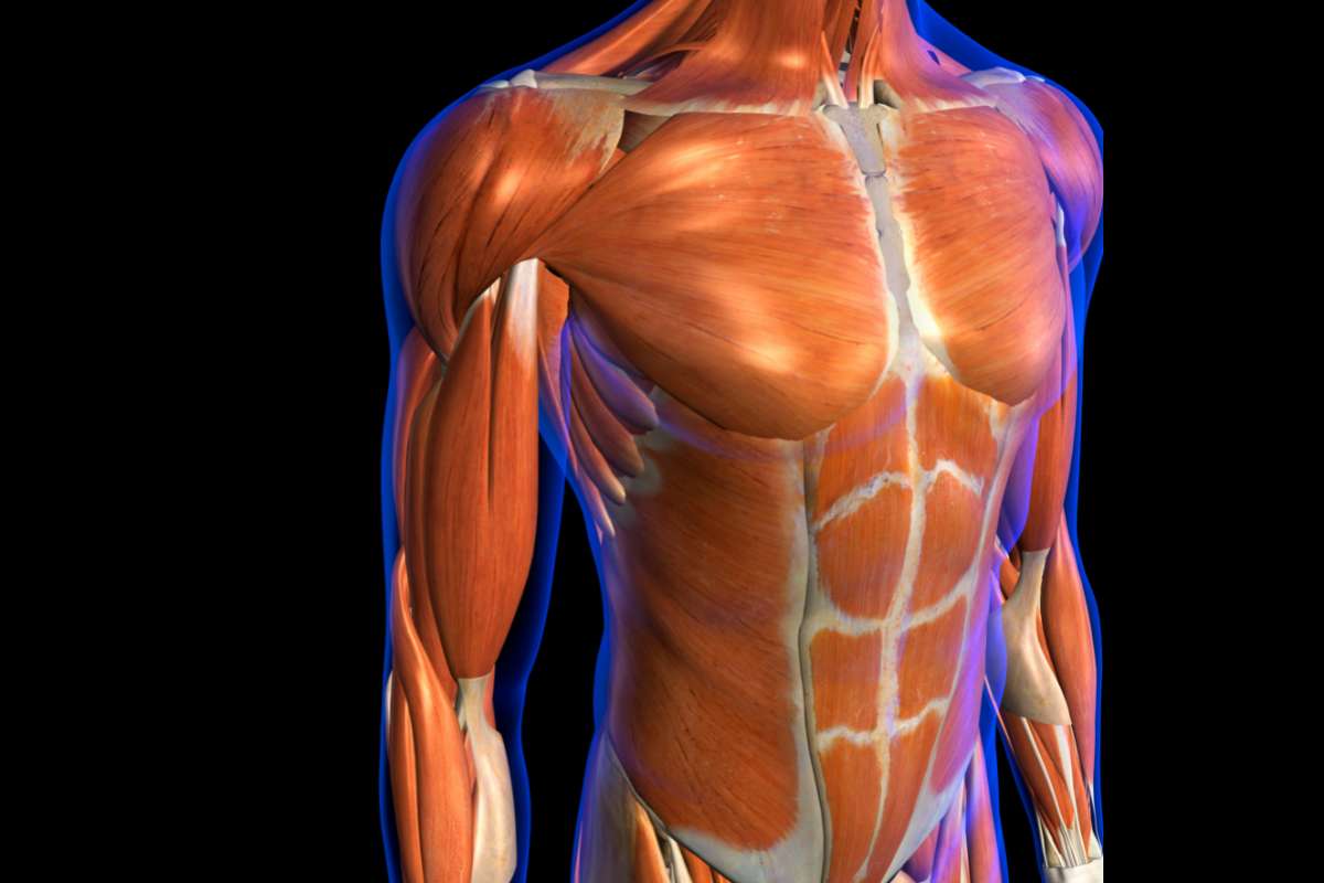 10 Best Chest Exercises For Women: Beginner And Advanced