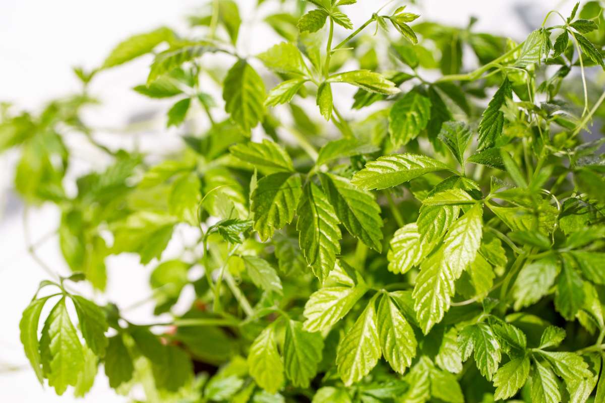 Active PK Reviews: Does This LCR Supplement Really Work For Weight Loss?