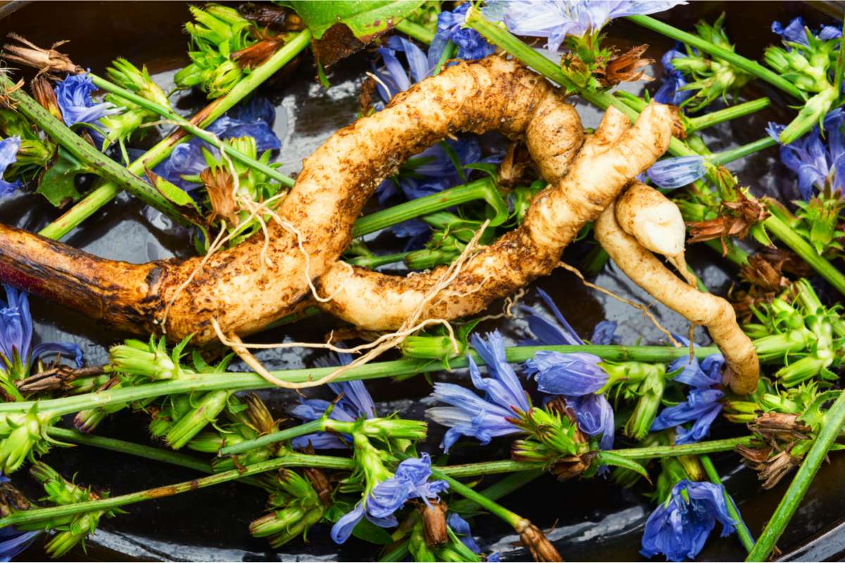 Multi GI 5 Reviews: Is It The Right Probiotic For Gut Healing?